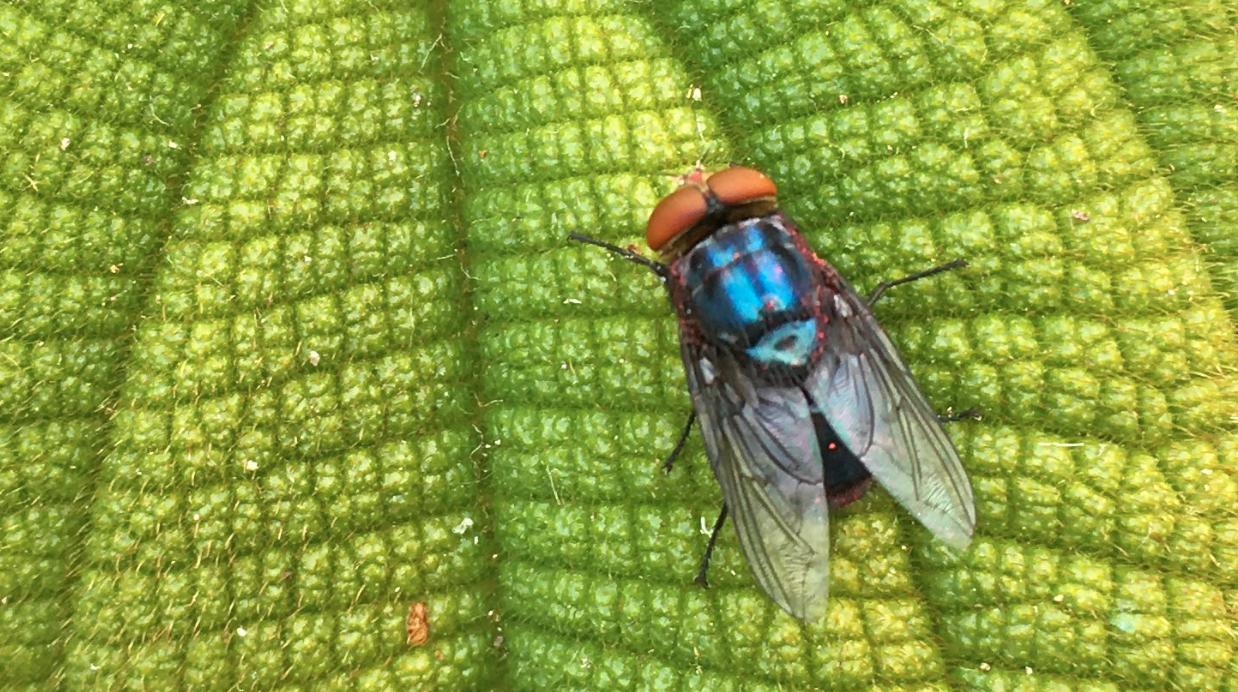 How Irradiated Flesh-Eating Flies Protect the United States from ...